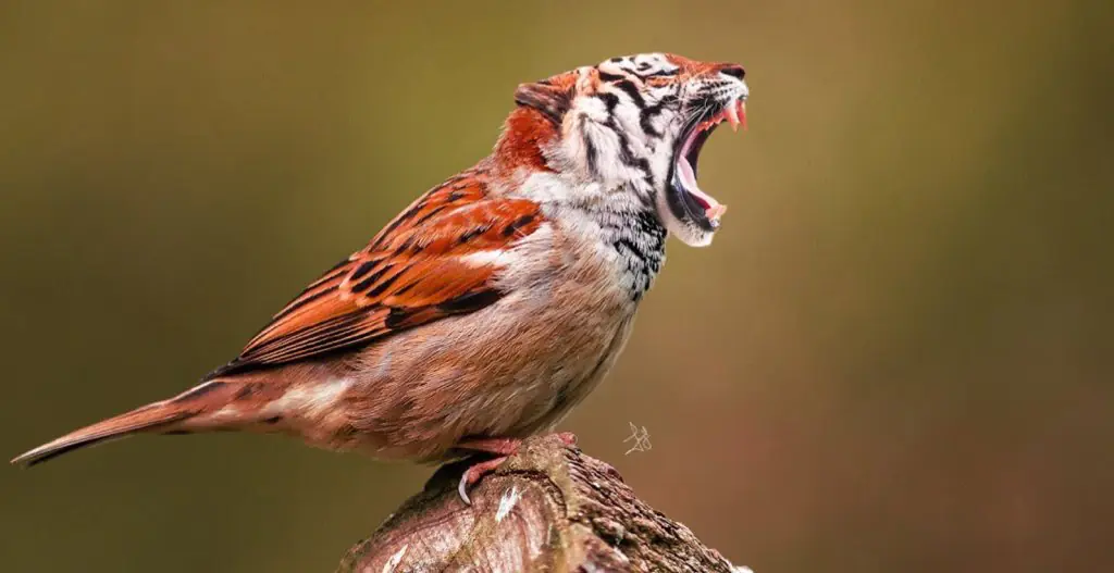 WSJ: קבוצת ההאקרים "דרור טורף" השמידה במהלך מלחמת 12 הימים 90 מיליון דולר בקריפטו ונכסים ...